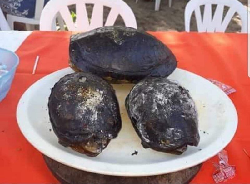 Presumen “comilona” con tortugas cocinadas vivas en Tabasco y generan ...