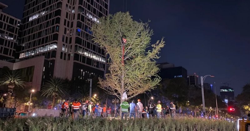 Sedema planta ahuehuete en la Glorieta de Paseo de la Reforma; puede ...