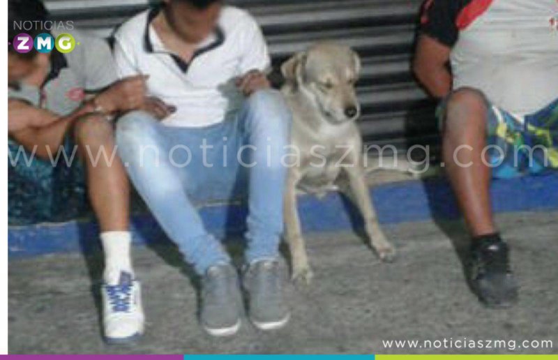 Detienen a tres ladrones y hasta el perro; intentaban robar