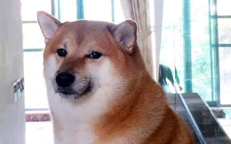 “Vomitaba todo”: Hospitalizan de emergencia a Chemms, el perrito de los ...